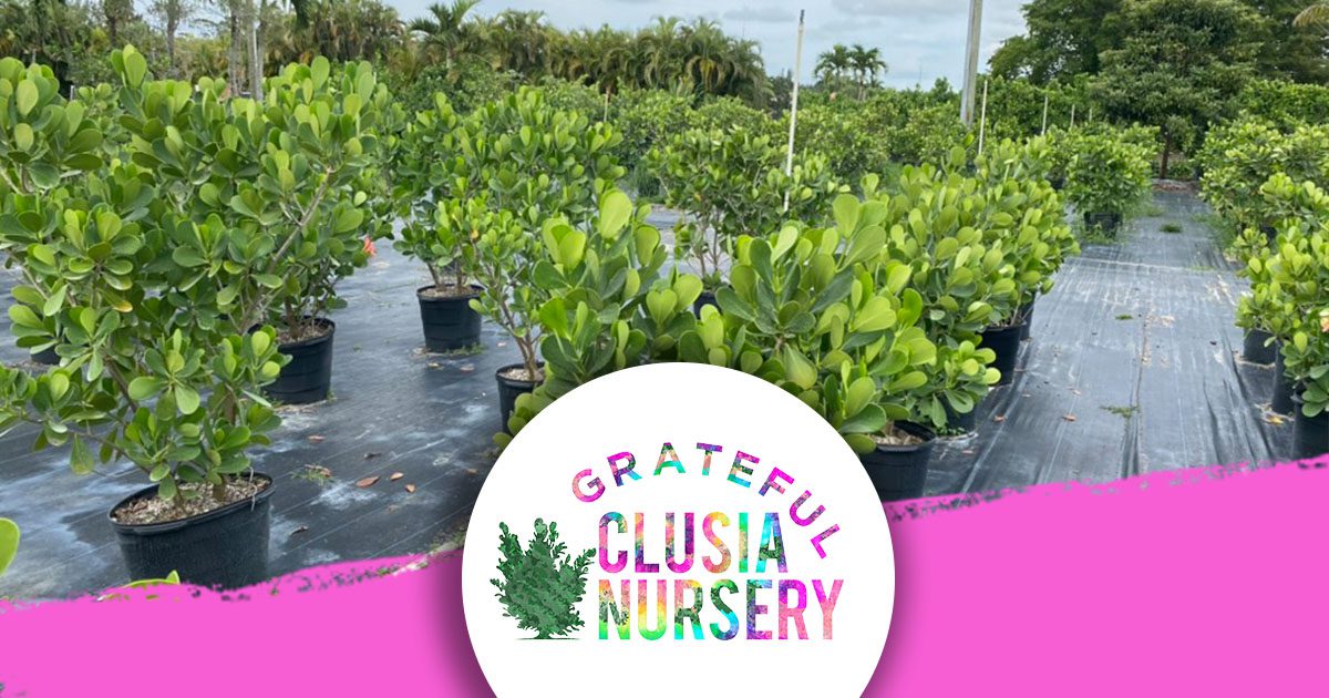 Caring for Clusia Plants: Tips from Grateful Clusia Nursery » Grateful ...